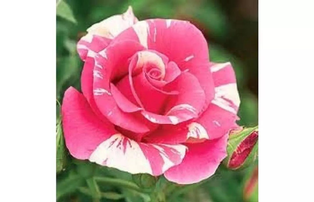 Candyland Rose Bush 20, 50 or 100 Seeds~rare-free Shipping-usa Seller ...