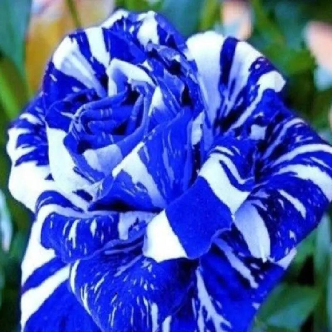 Blue Dragon Rose Bush 50 or 100 Seeds~rare-free Shipping-usa Seller - Etsy