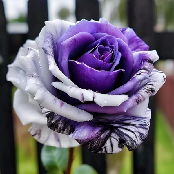Purple Rose Bush - Etsy