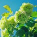 Bright Green Rose Bush 20, 50 or 100 Seeds~rare-free Shipping-usa ...