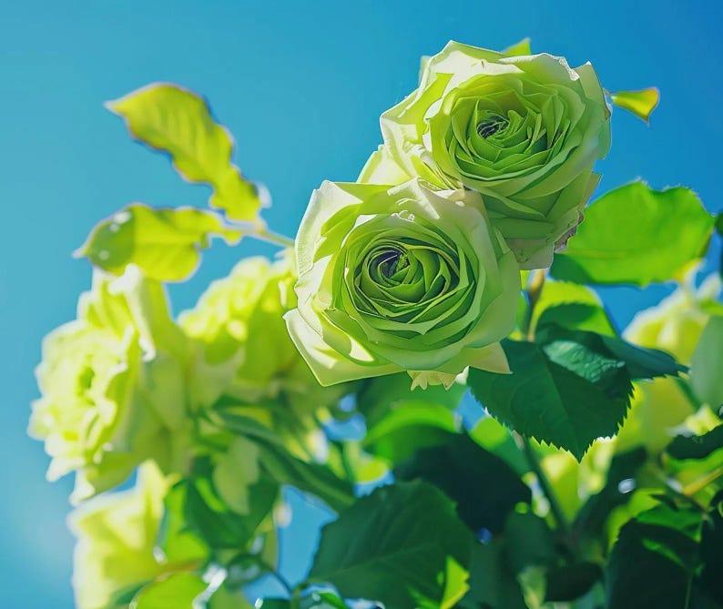 Bright Green Rose Bush 20, 50 or 100 Seeds~rare-free Shipping-usa ...