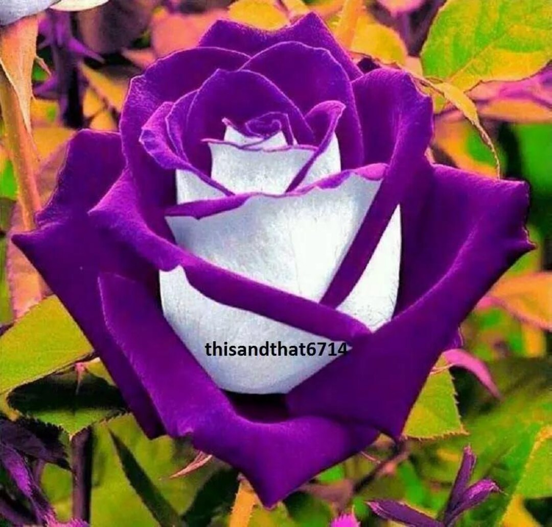 Purple Haze Rose Bush 50 or 100 Seeds~rare-free Shipping-usa Sel - Etsy