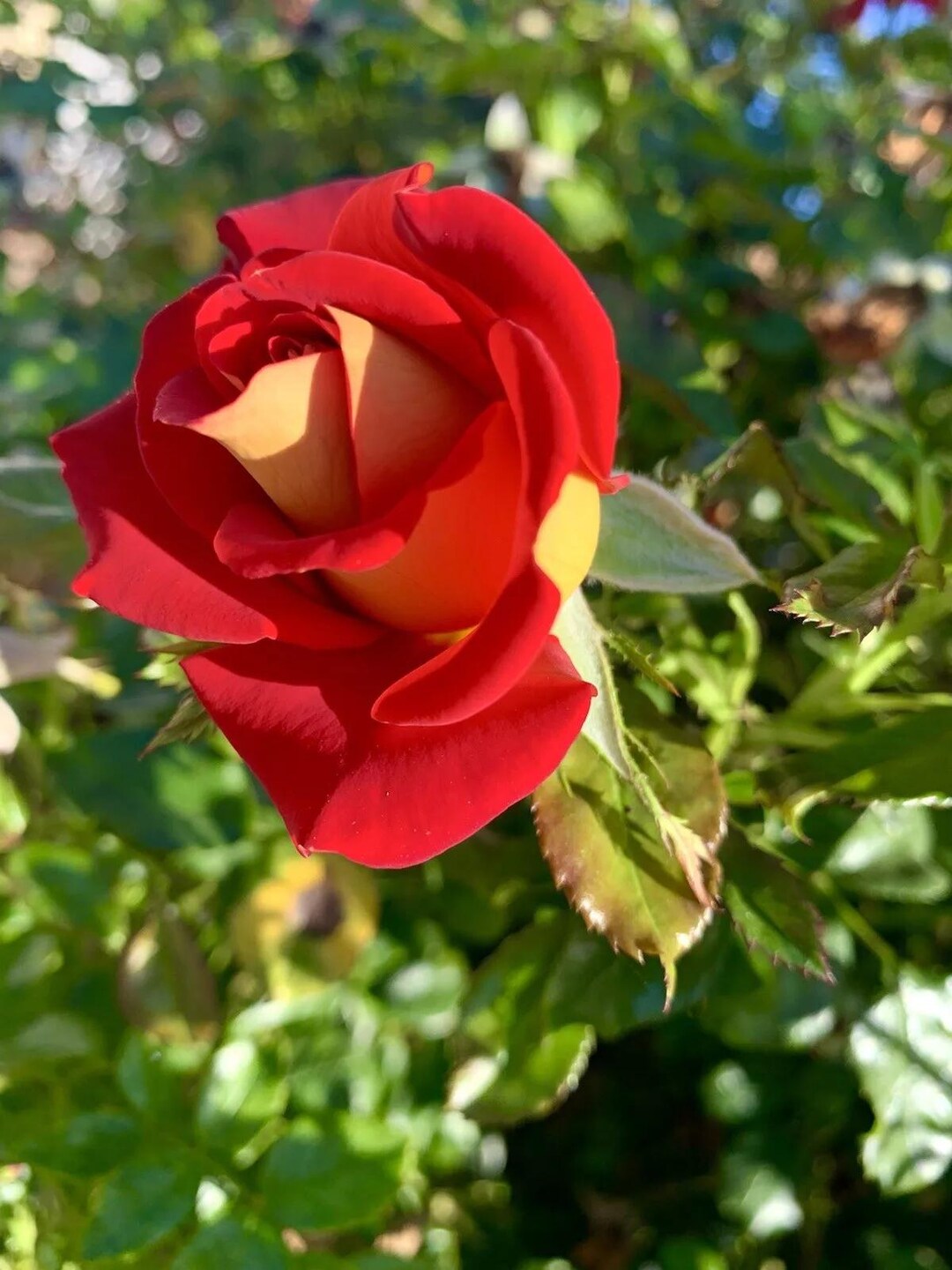 Ketchup & Mustard Rose Bush 50 Seeds~rare-usa Seller - Etsy