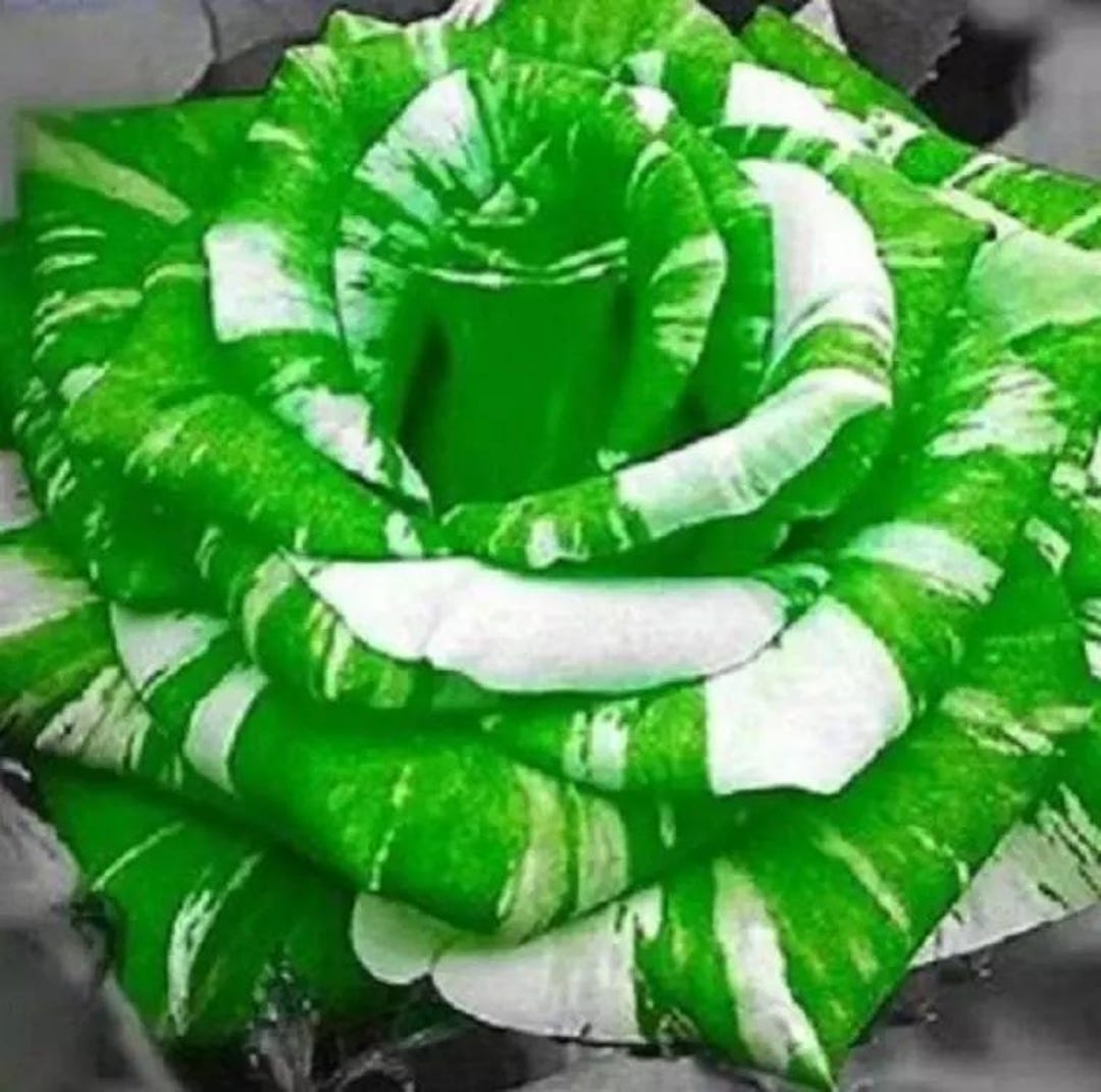 Green Dragon Rose Bush , 50 or 100 Seeds~rare-free Shipping-usa Seller ...