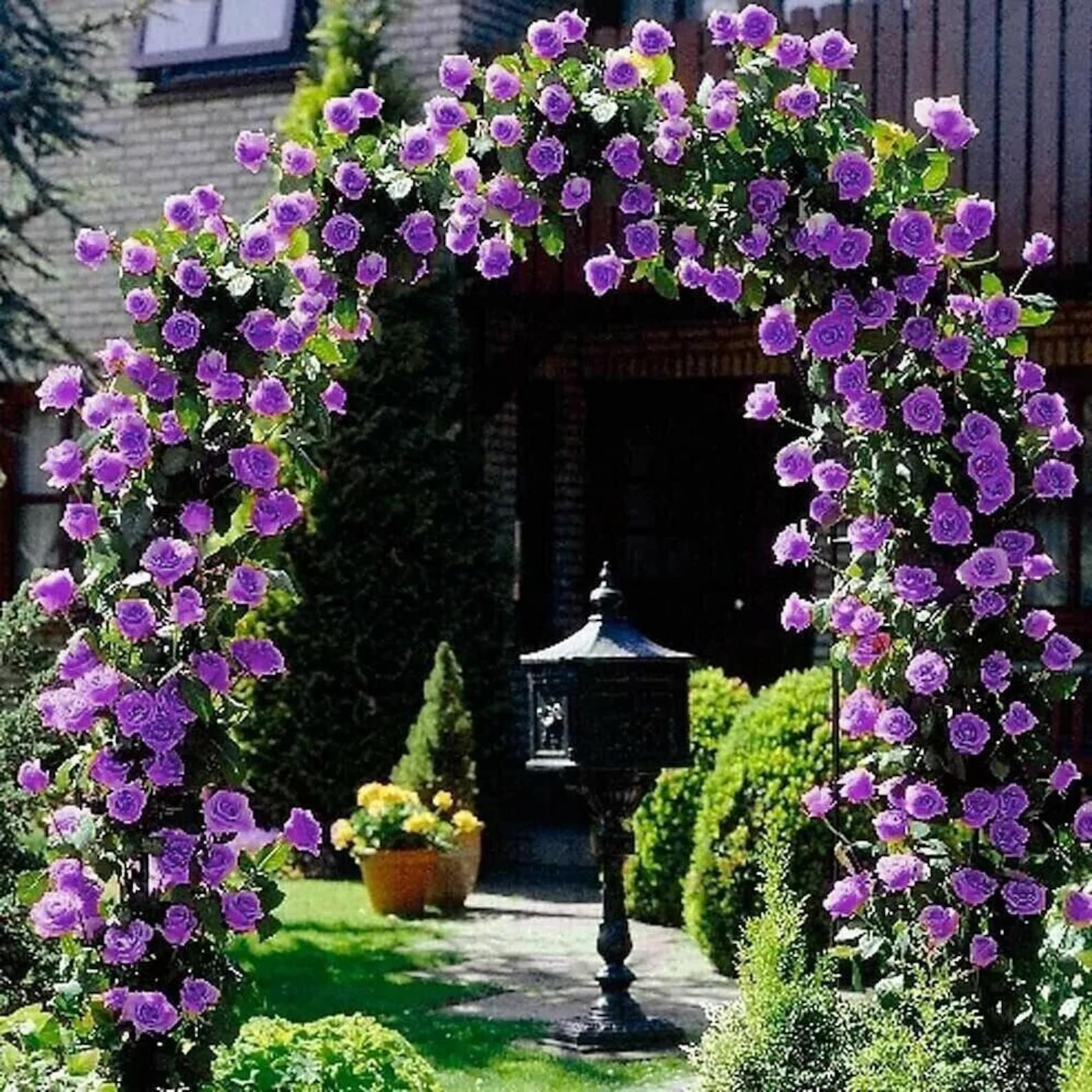 Purple Climbing Rose Bush 20, 50 or 100 Seeds~rare-free Shipping-usa ...