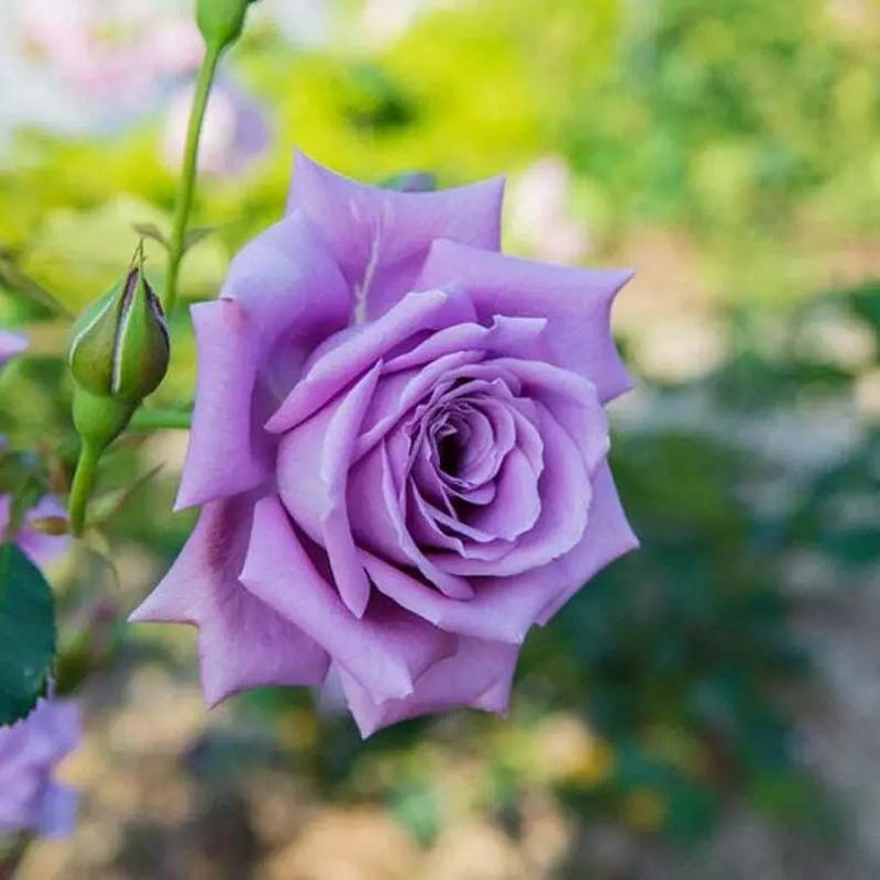 Purple Rose Bush - Etsy