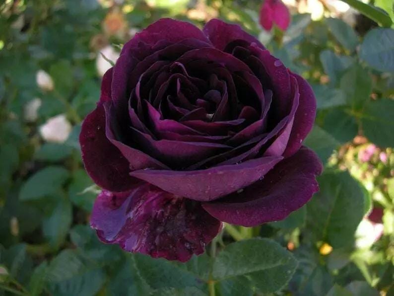 Dark Purple Rose Bush 20, 50 or 100 Seeds~rare-free Shipping-usa Seller ...