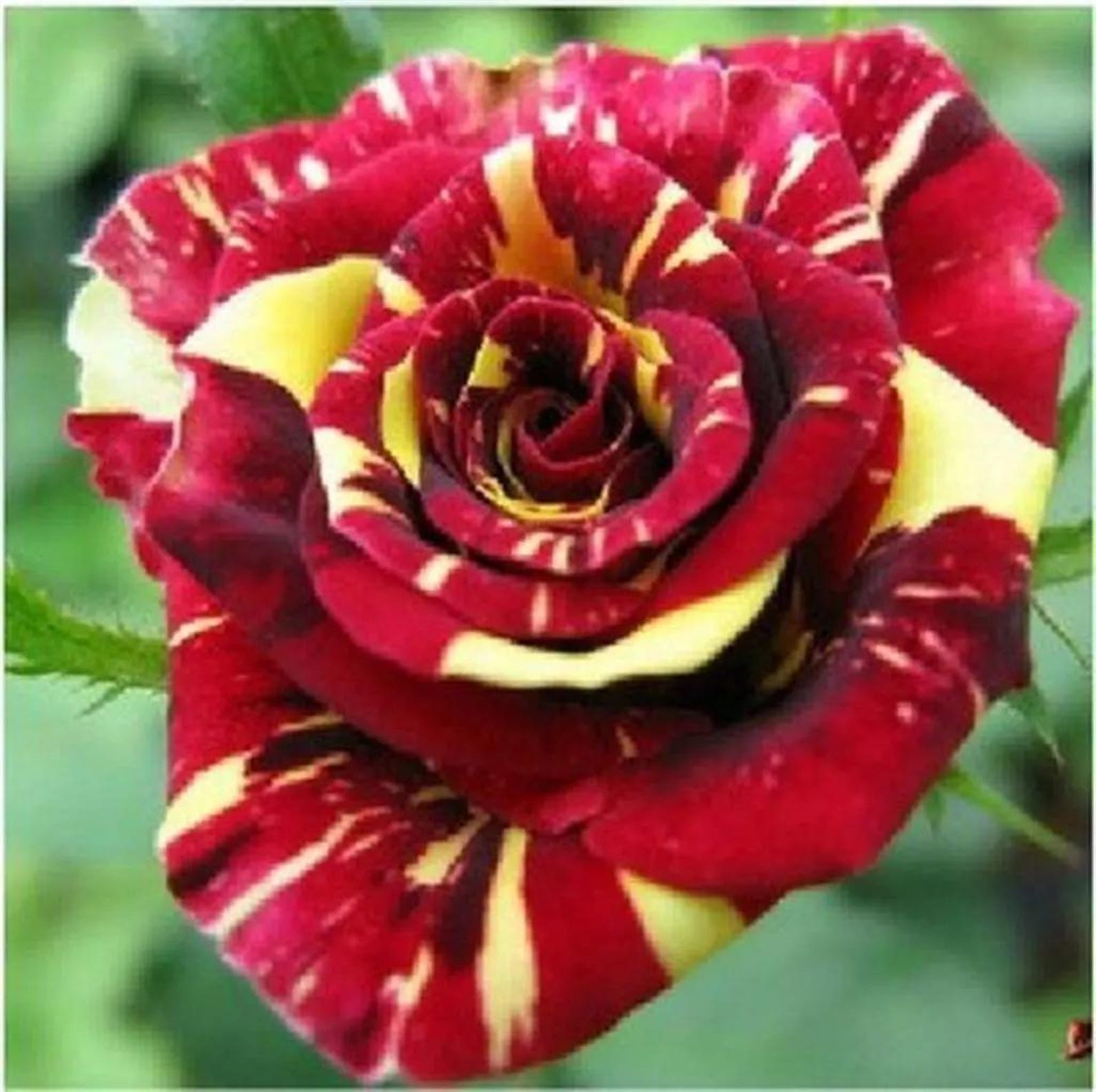 Meteor Shower Rose Bush 20, 50 or 100 Seeds~rare-free Shipping-usa ...