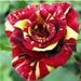 Meteor Shower Rose Bush 20, 50 or 100 Seeds~rare-free Shipping-usa ...