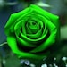 Bright Green Rose Bush 20, 50 or 100 Seeds~rare-free Shipping-usa ...