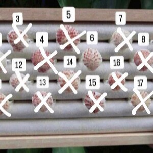 Hawaiian Shell Rings, Handmade Ocean Jewelry, Silver Rings, Gifts for ...