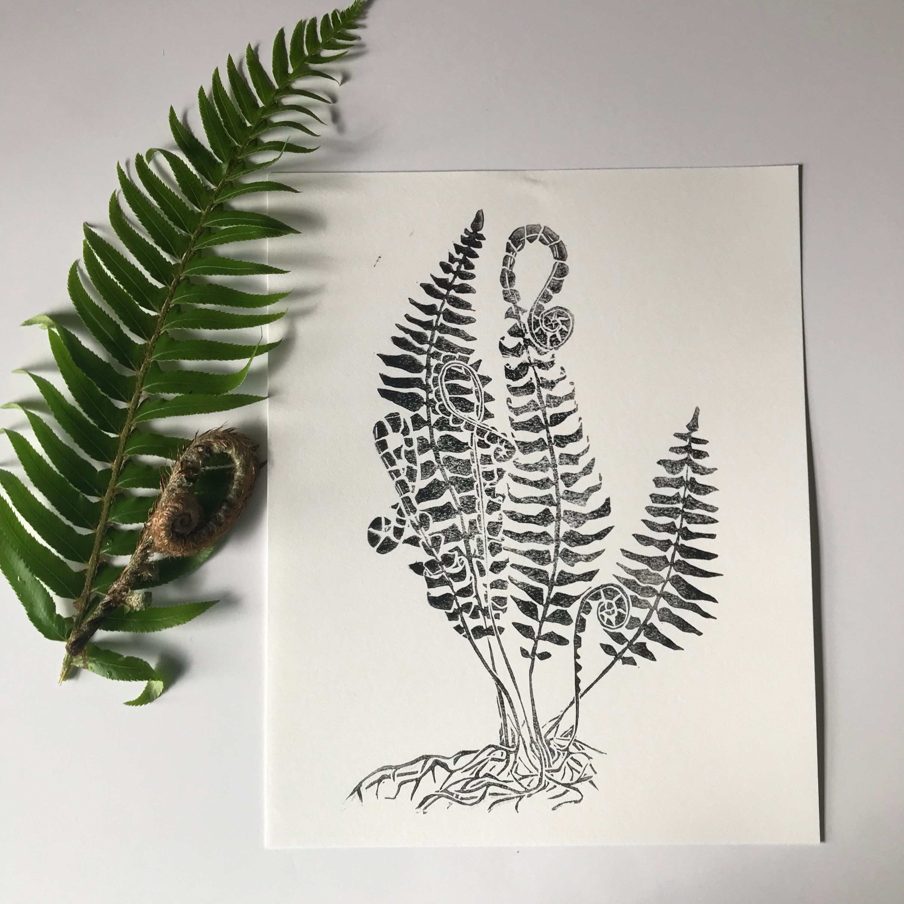 Fiddlehead Fern Drawing
