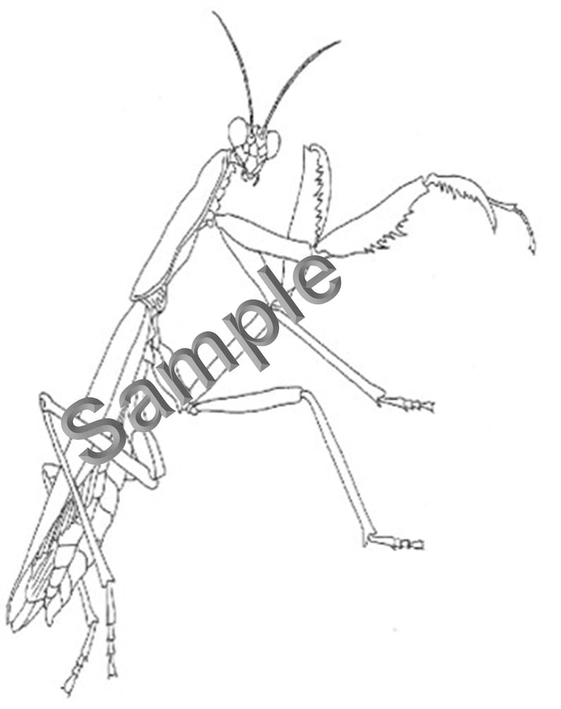 2026 Bug Coloring Calendar for Kids, Insect Line Art (digital Download ...
