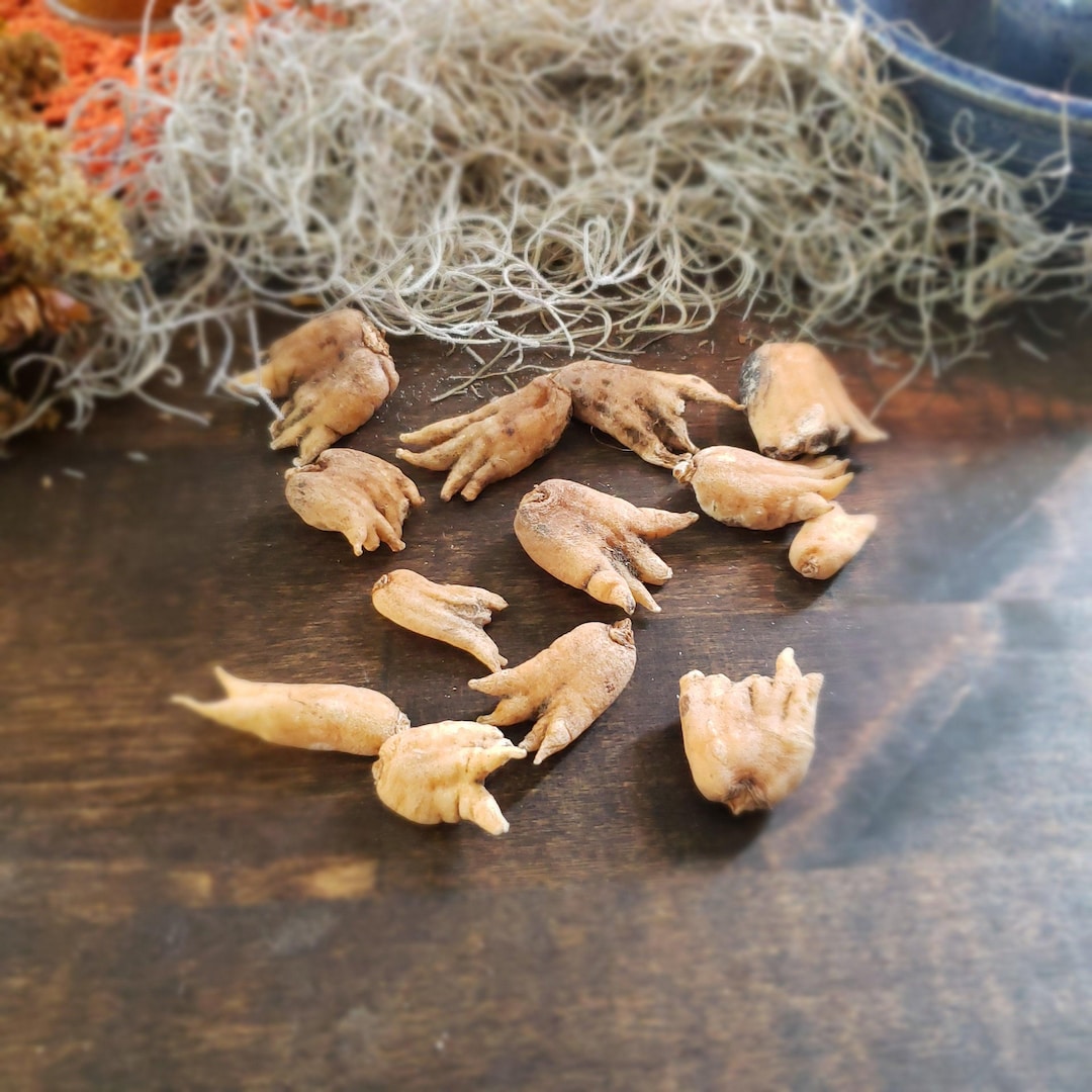 Lucky Hand Root - Etsy