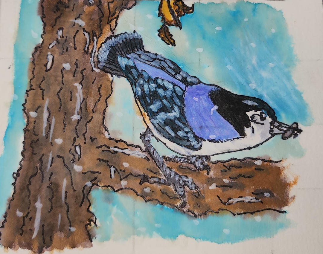 White-breasted Nuthatch PRINT, With or Without FRAME, 7" by 5" or 11 ...