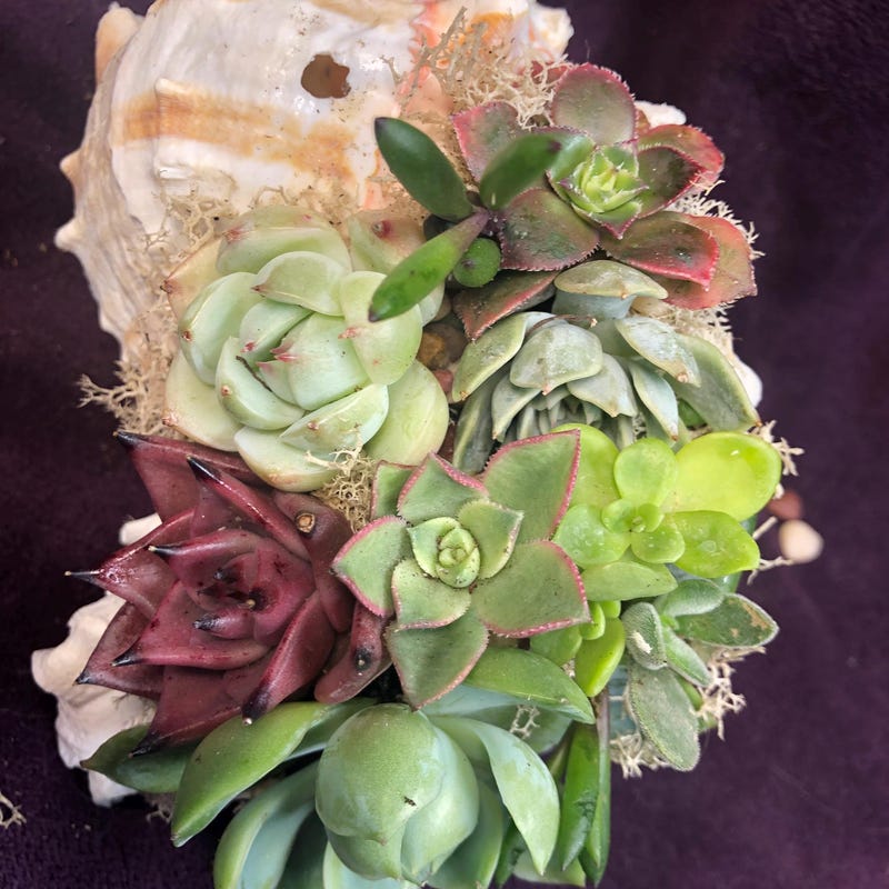 Shell Arrangements - Etsy