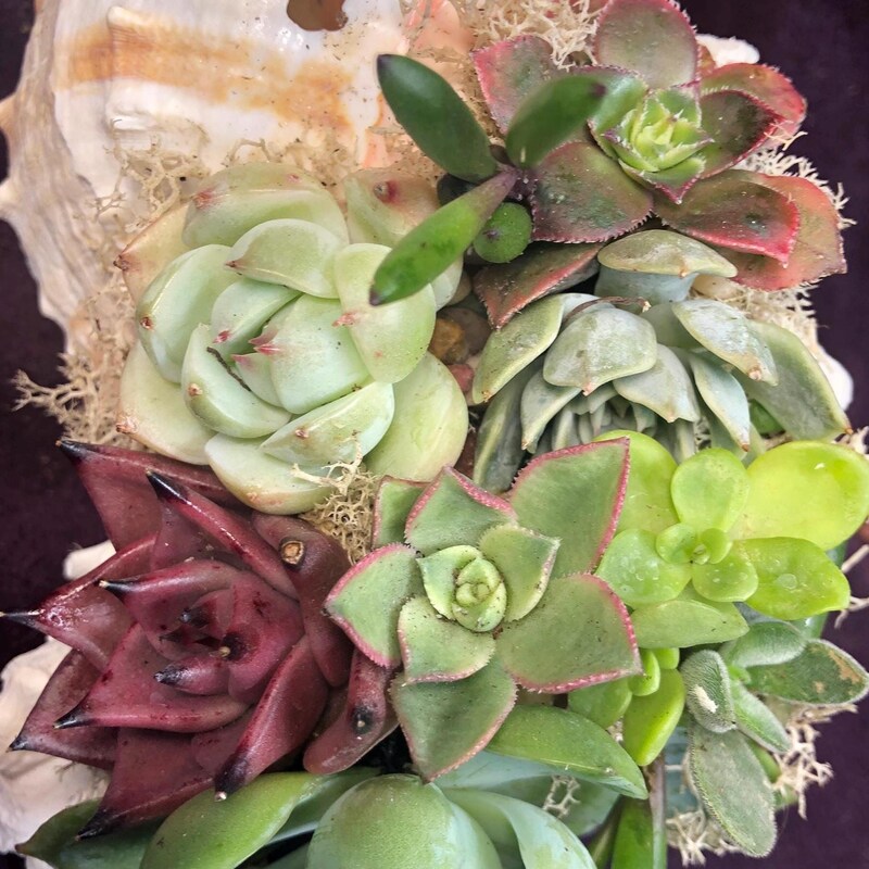Shell Arrangements - Etsy
