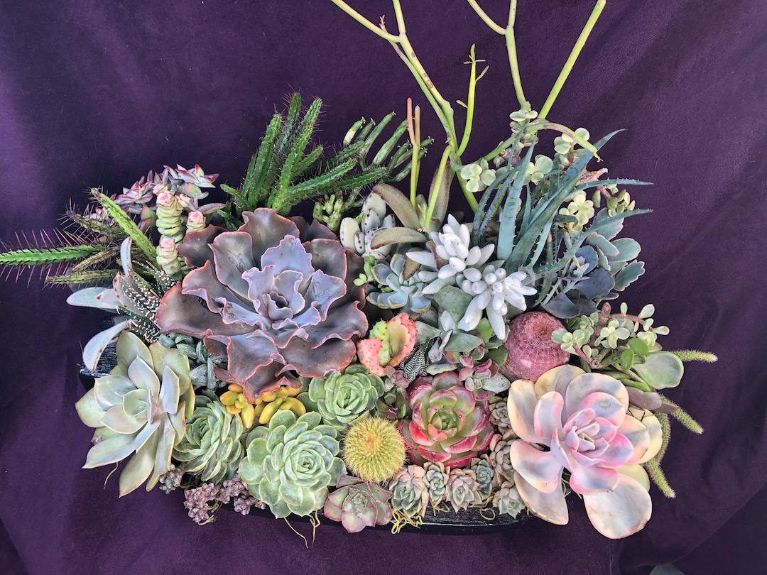Large Colorful Succulent Arrangement: Rare Live Houseplant, Rare ...