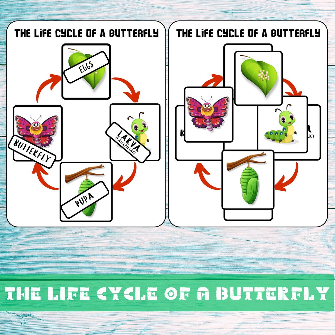 BUTTERFLIES Life Cycle | Montessori Puzzles | Memory Game| Kindergarten ...