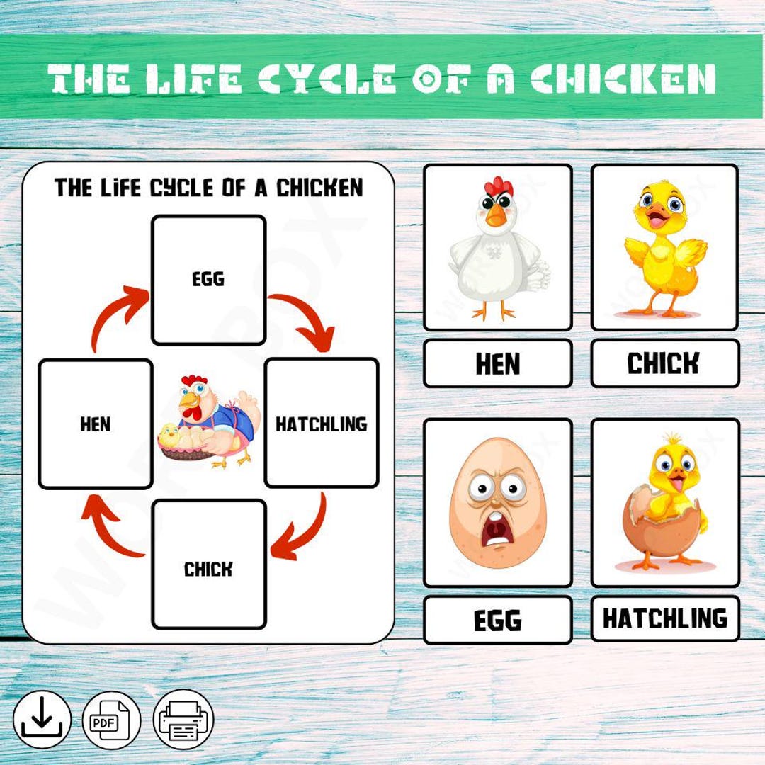 Chicken • Life Cycle • Nature Study • Montessori • Flashcards • Home ...
