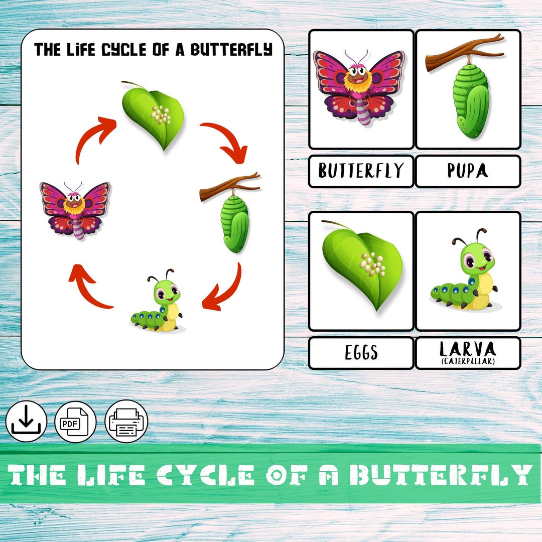 BUTTERFLIES Life Cycle | Montessori Puzzles | Memory Game| Kindergarten ...