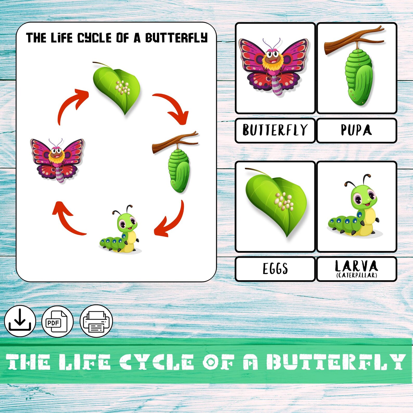 BUTTERFLIES Life Cycle | Montessori Puzzles | Memory Game| Kindergarten ...