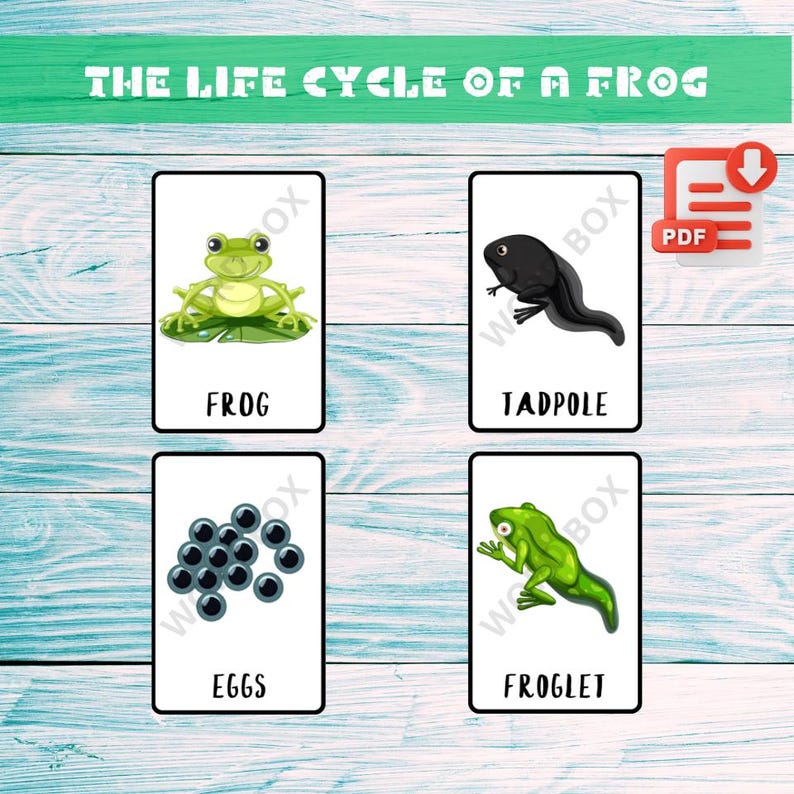 LIFE CYCLE of a FROG • 5 Montessori Cards • Flash Cards • Digital ...