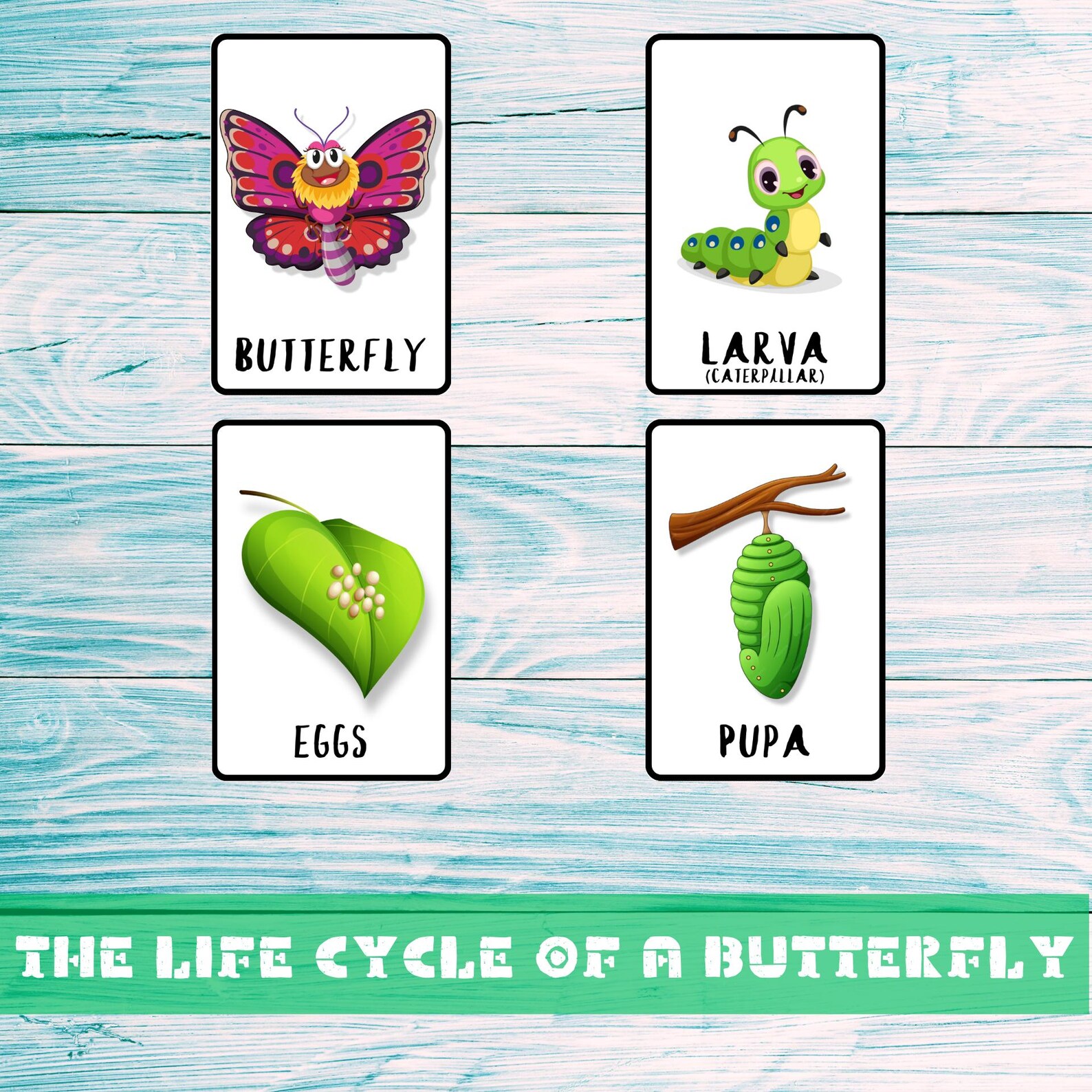 BUTTERFLIES Life Cycle | Montessori Puzzles | Memory Game| Kindergarten ...