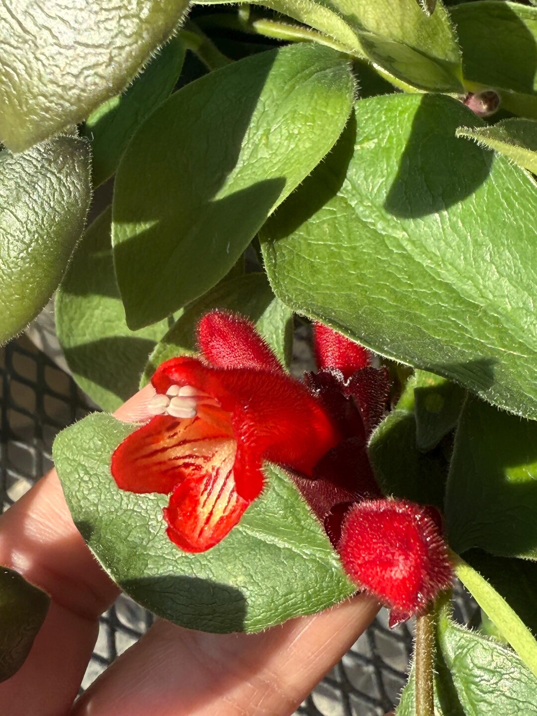 Red Lipstick Plant: Live Indoor Houseplant - Starter Plant - Etsy