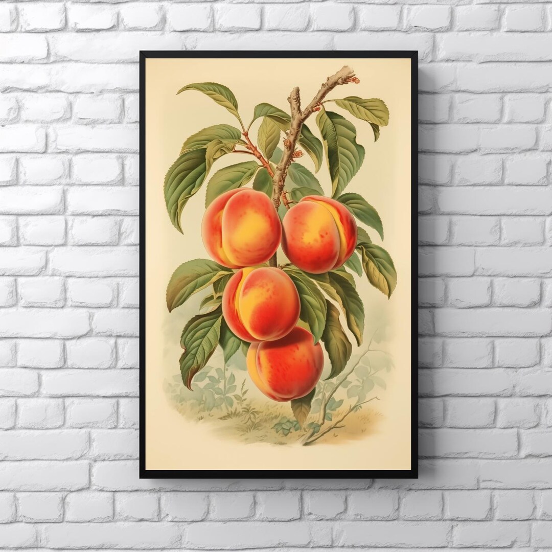 Retro Peach Print Botanical Peaches Poster Vintage Fruit Wall Art ...