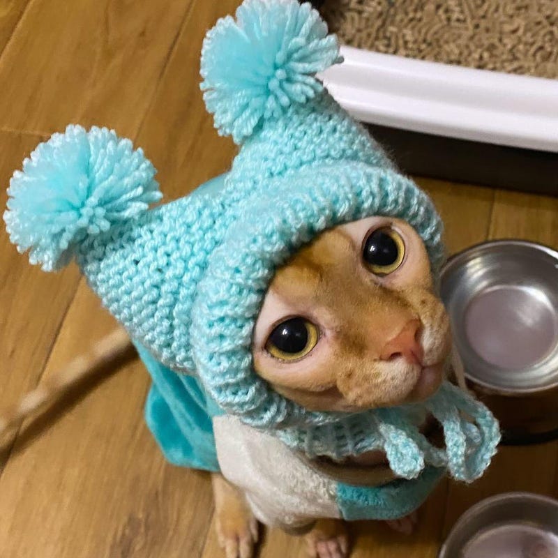 Hats for Cats - Etsy