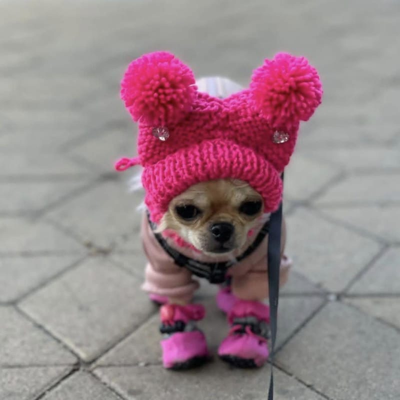 Dog Winter Hat - Etsy