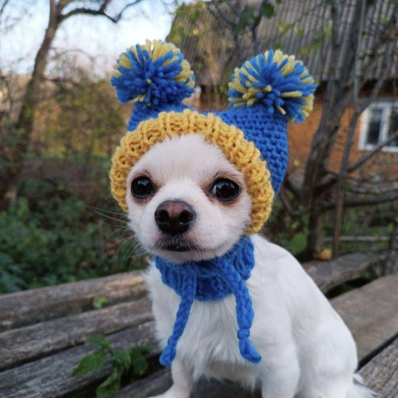 Handmade Knitted Dog Hat - Etsy