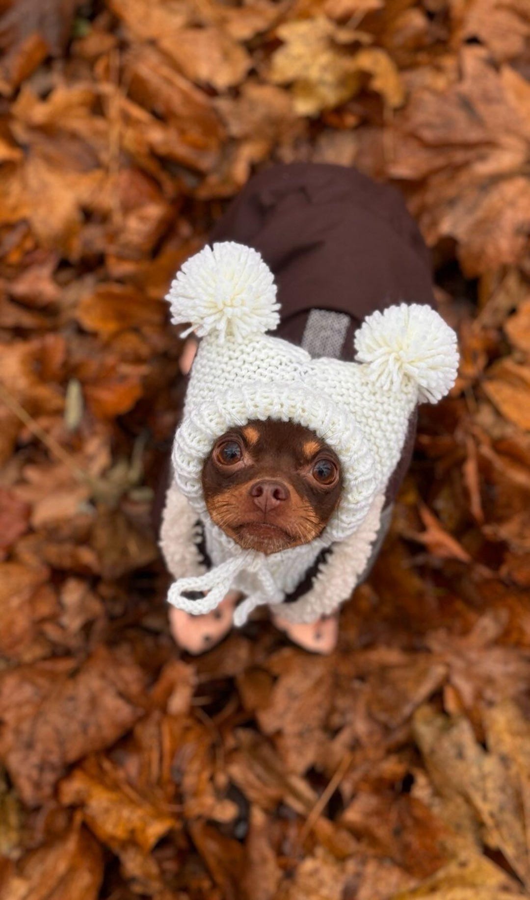 Hats for Dogs , Hats for Chihuahua , Hats for Yorkie , Hats for Big ...