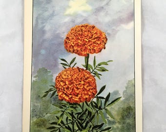 Marigold print | Etsy