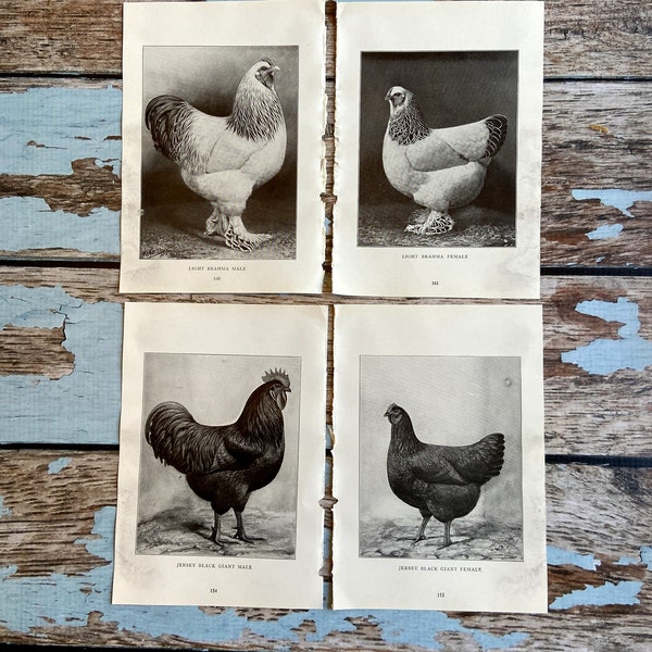 Chicken Print - Etsy