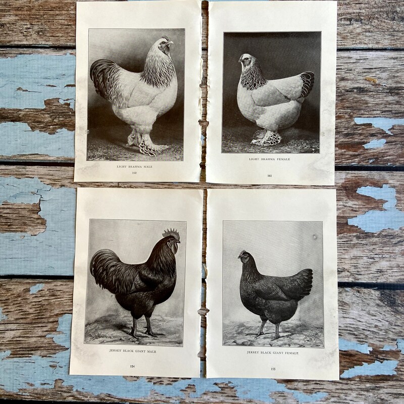 Chicken Print - Etsy