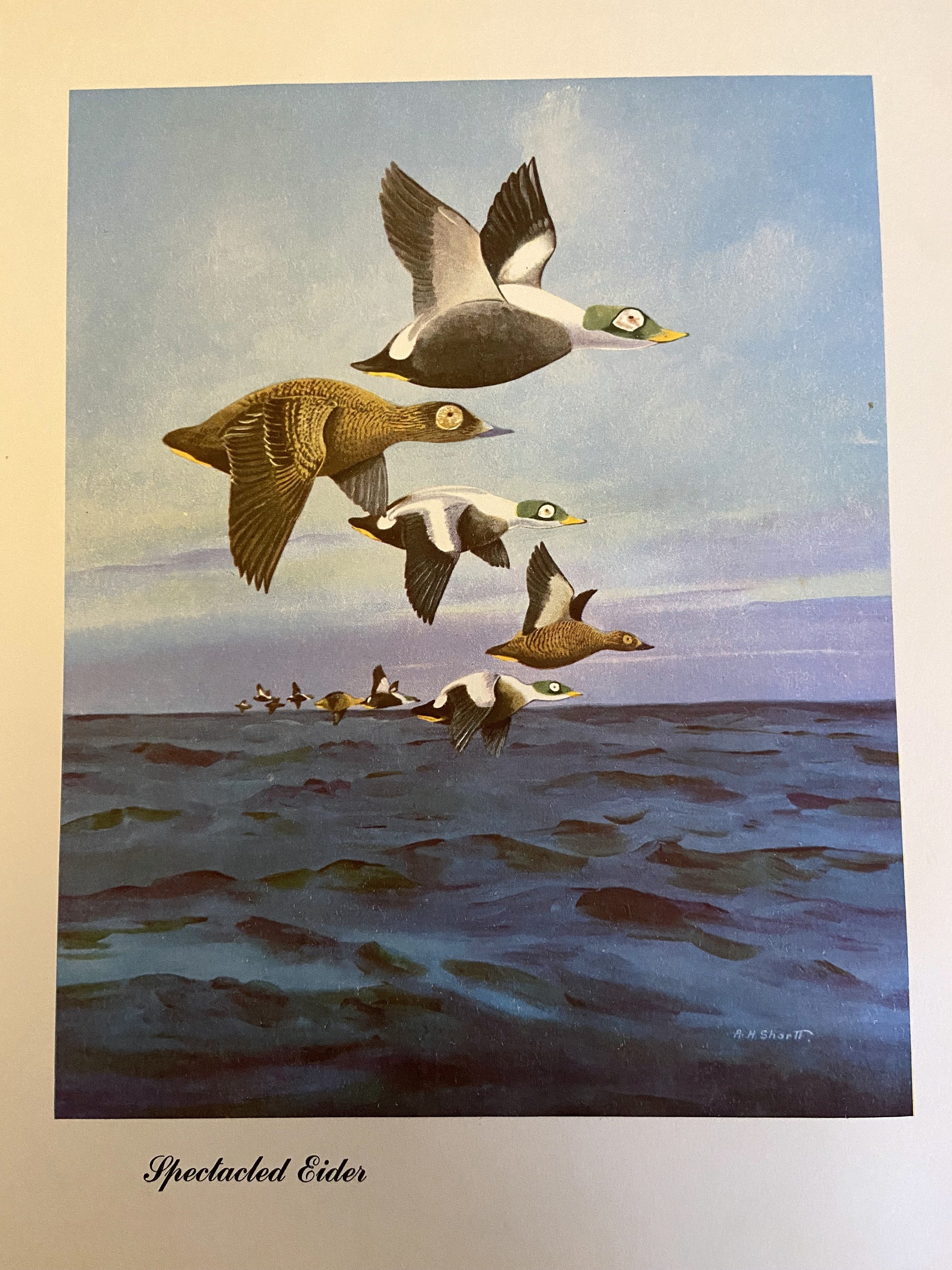 Lithographs 1948 Large Poster Sized Print for Framing Water Bird Fowl ...