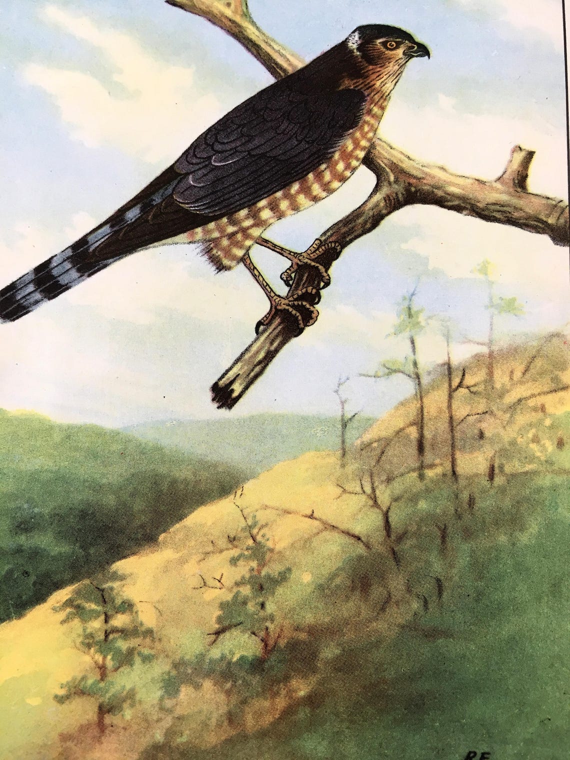 1922 Bird Print. Marsh Hawk/ Sharp Shinned Hawk Lithograph to - Etsy