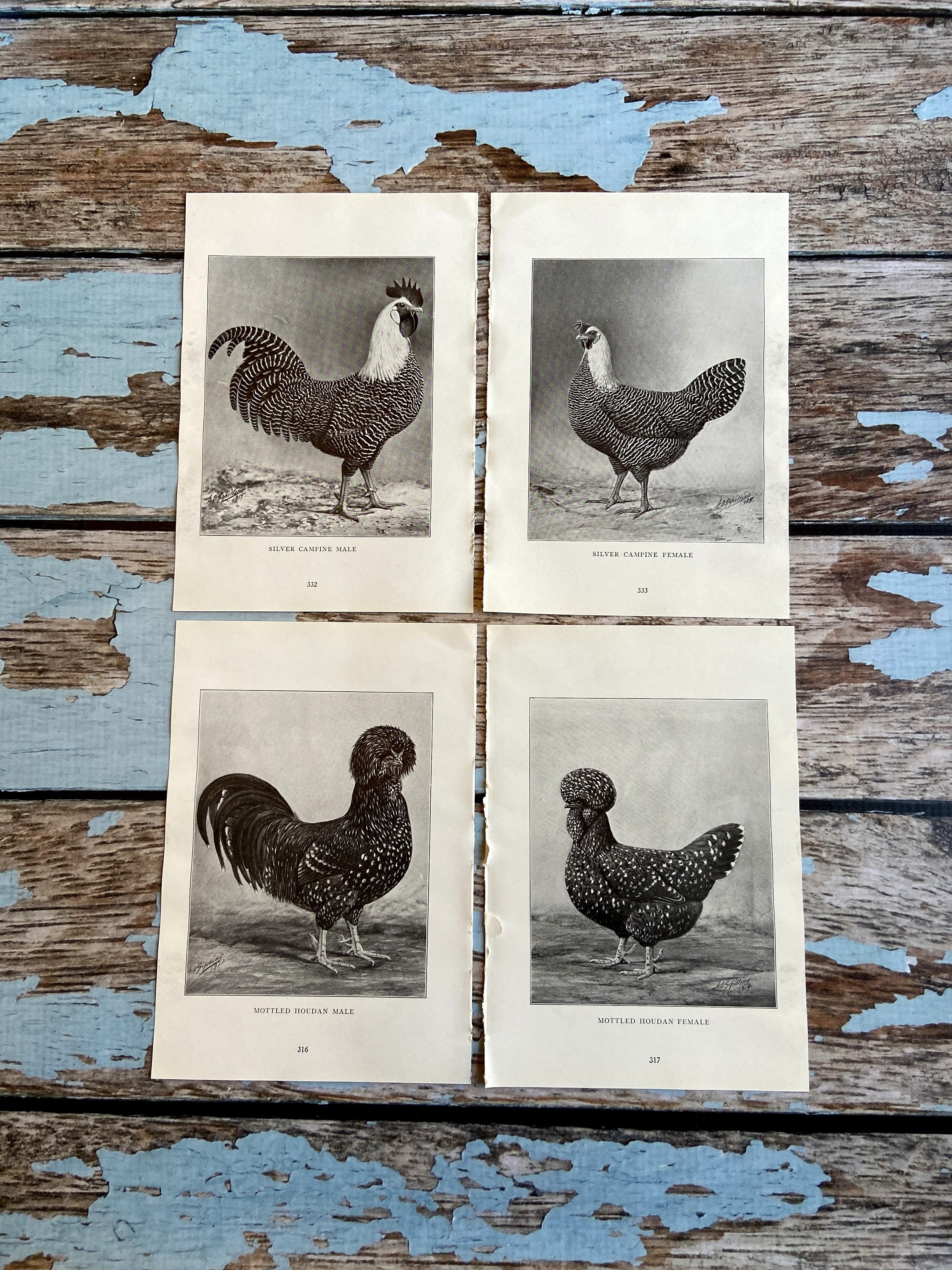 Mottled Houdan Chicken