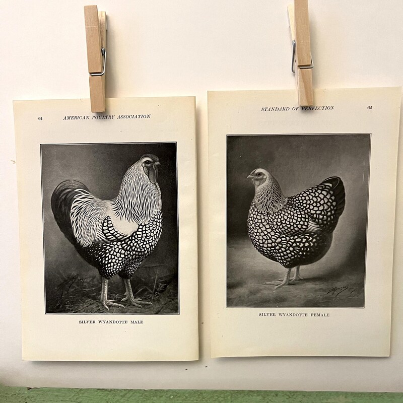 Rooster and Hen Lithograph - Etsy