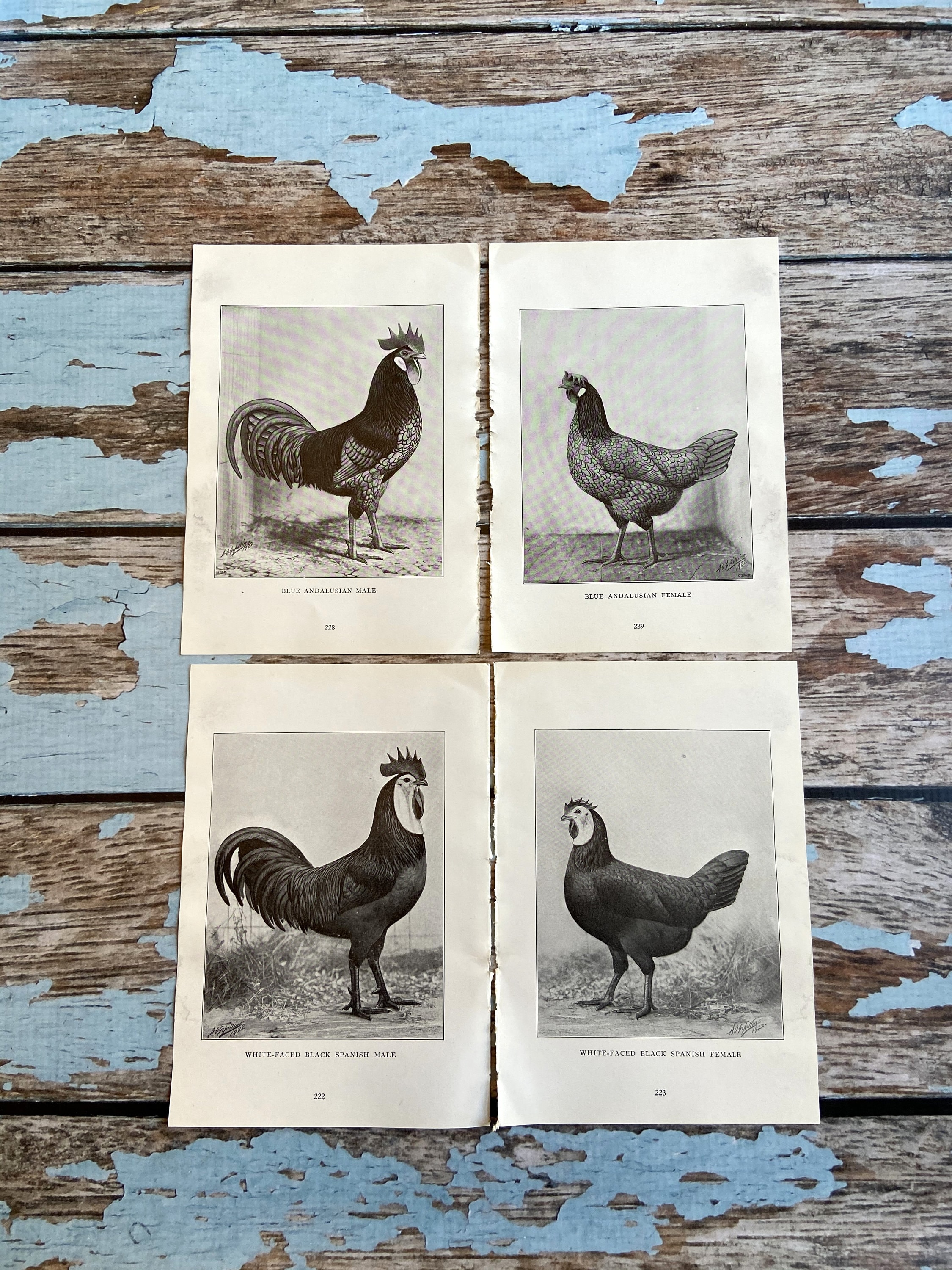 Blue Andalusian Chickens