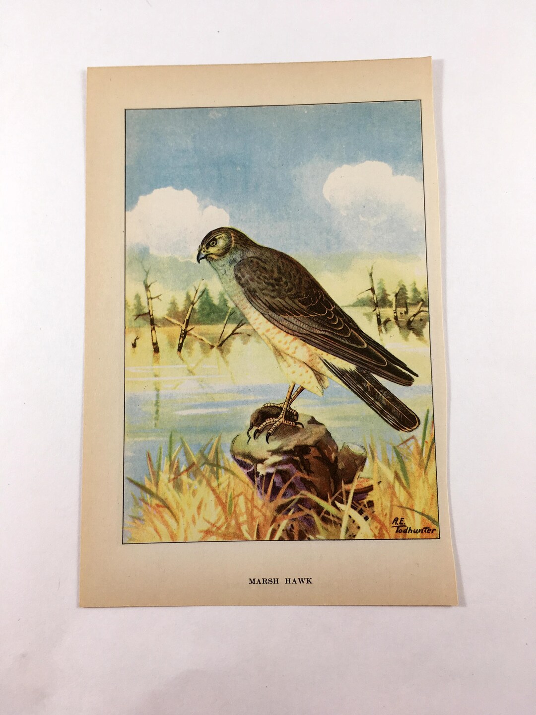 1922 Bird Print. Marsh Hawk/ Sharp Shinned Hawk Lithograph to - Etsy