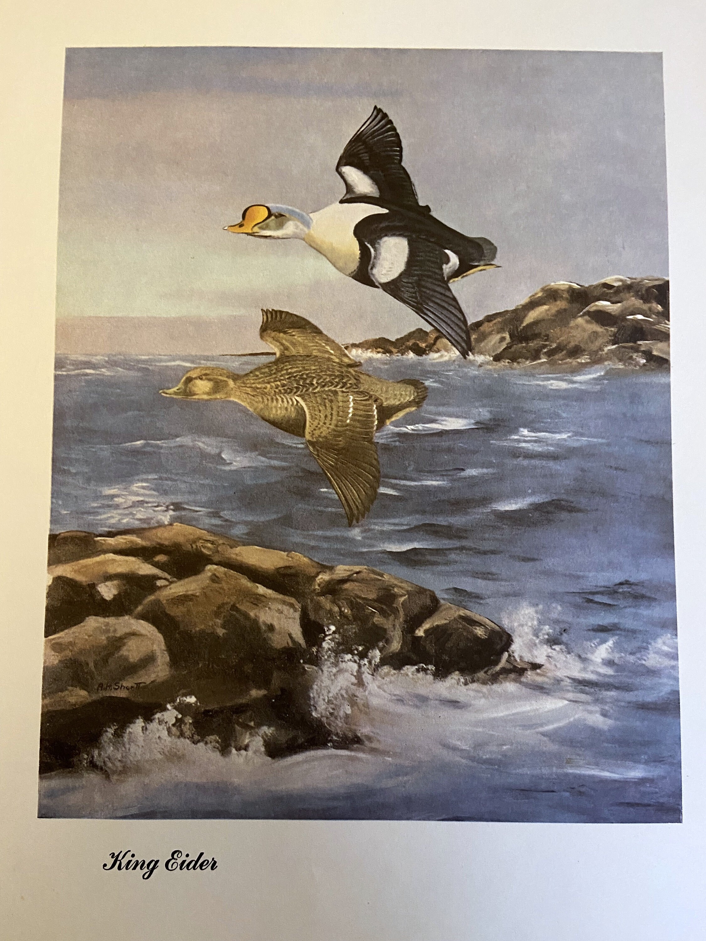 Art & Collectibles Prints Lithographs Water Bird Duck Fowl KING EIDER ...