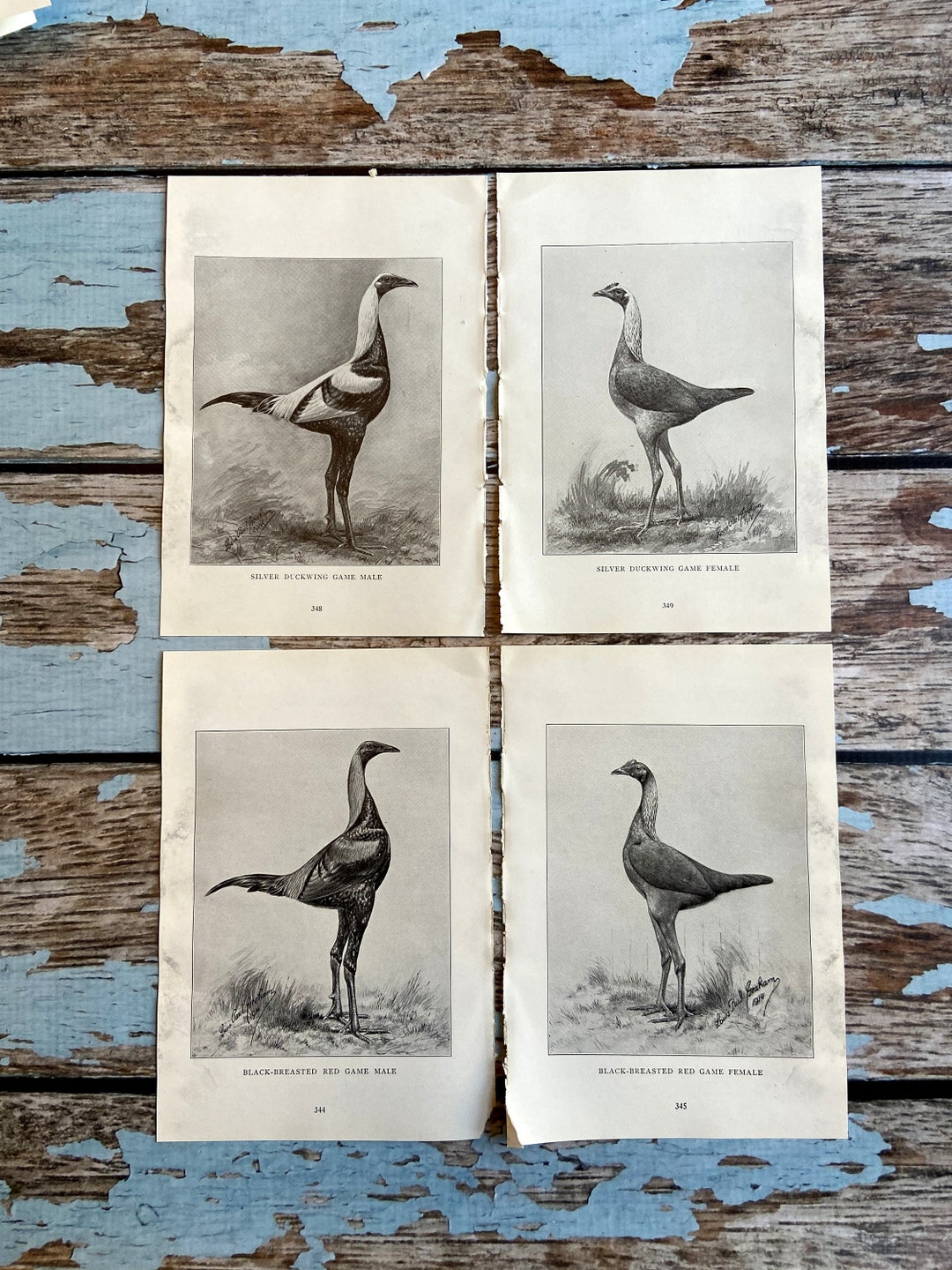 Vintage GAME CHICKEN PRINTS. Fits 5x7 Frame. Beautiful Lithographs 1920 ...