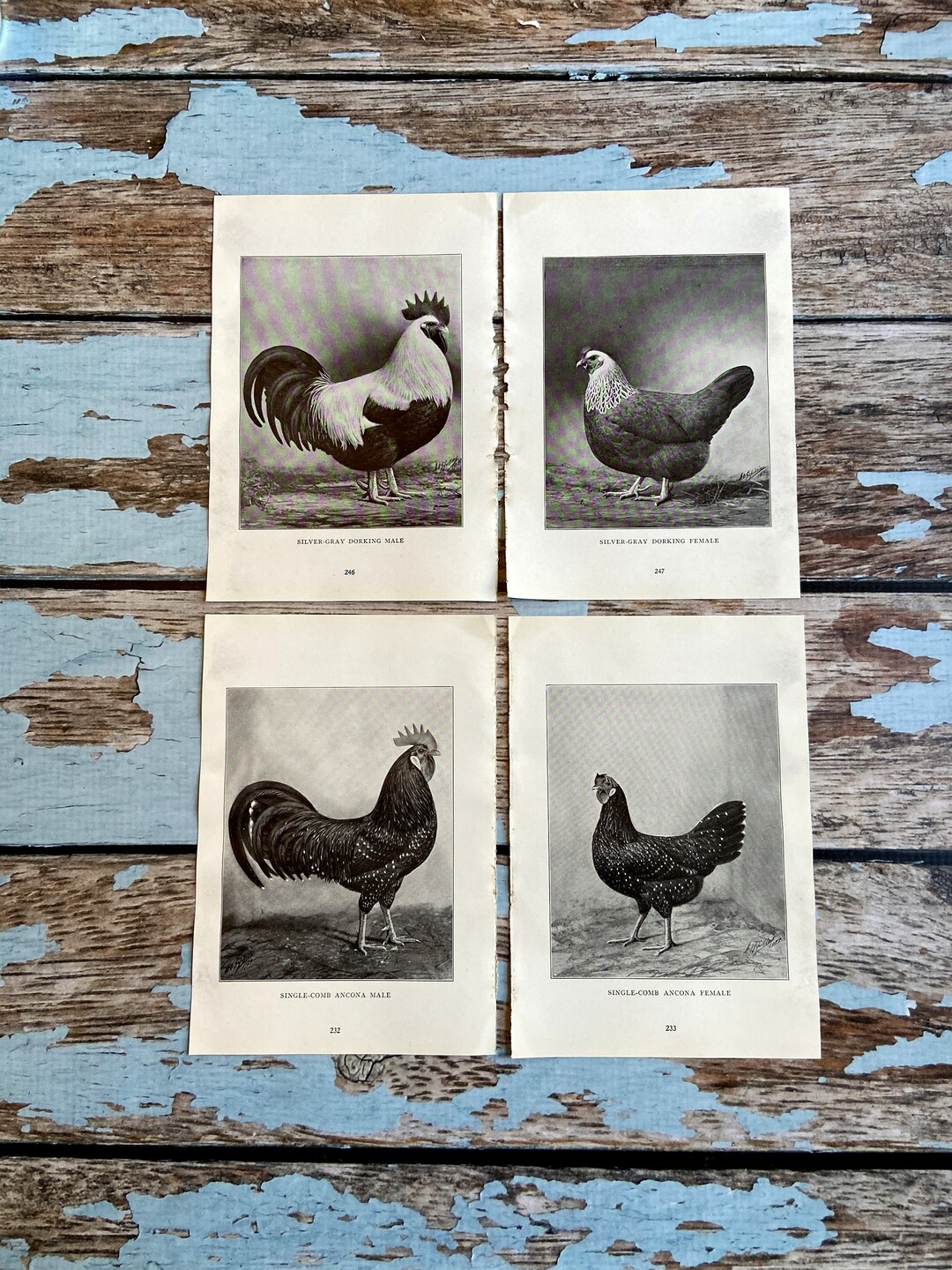 Vintage CHICKEN PRINTS. Fits 5x7 Frame. Beautiful Lithographs From 1920 ...