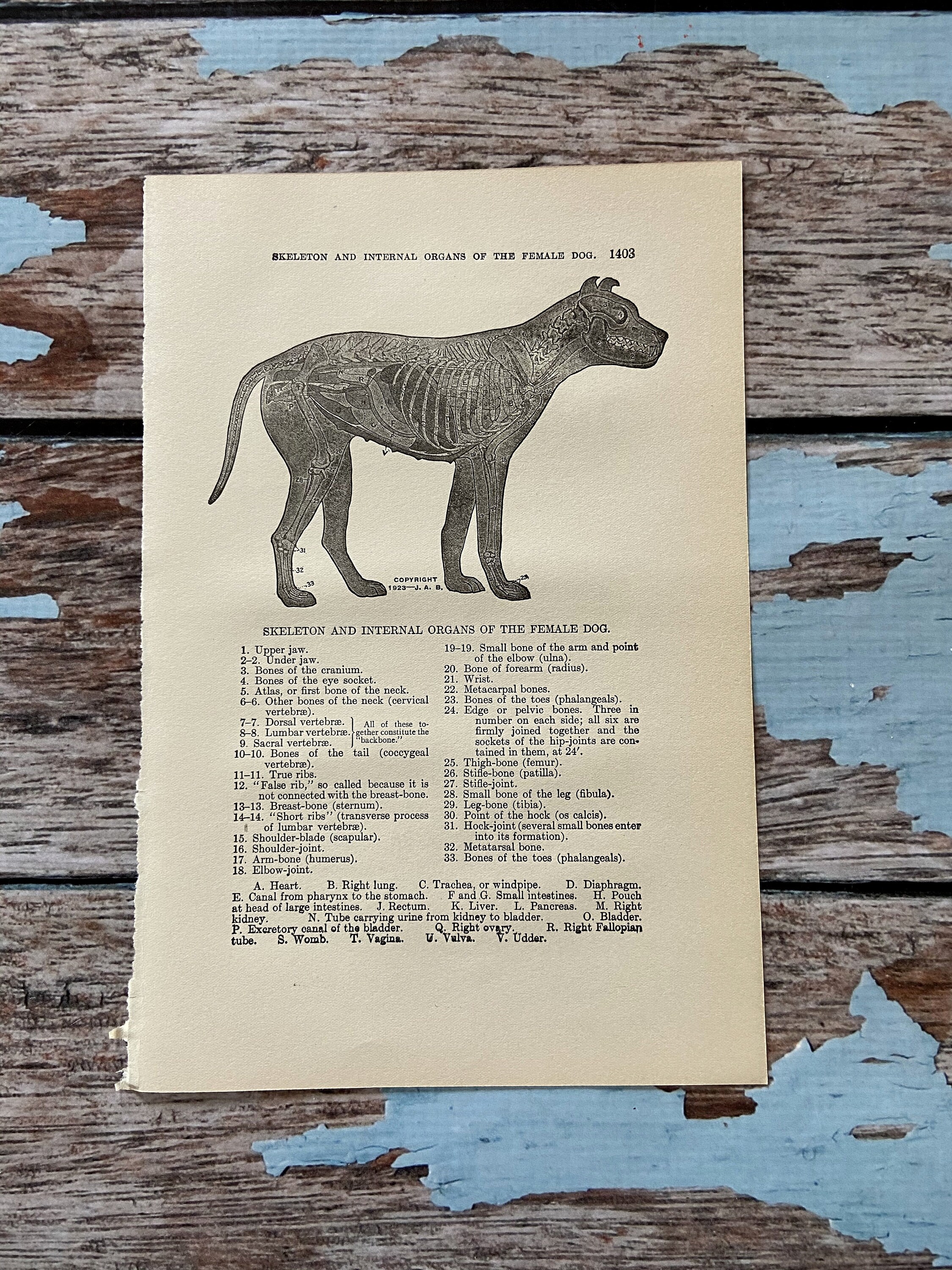 Do Dogs Have False Ribs