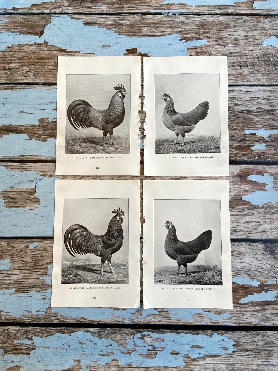 Vintage CHICKEN PRINTS. Fits 5x7 Frame. Beautiful Lithographs From 1920 ...