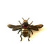 Vintage Repousse Bee Brooch. 1940s. Pressed Brass Insect Pin - Etsy