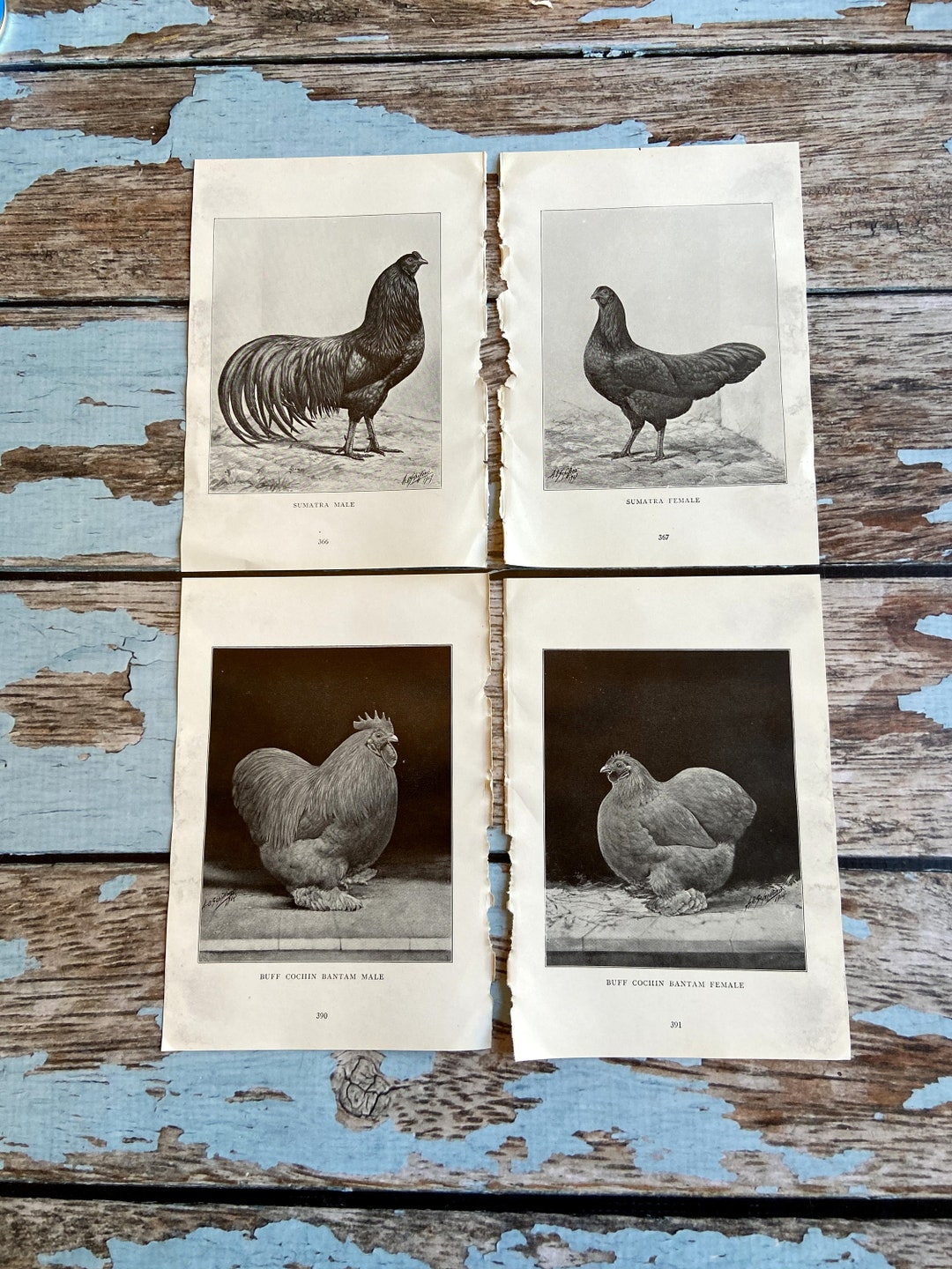 Vintage CHICKEN PRINTS. Fits 5x7 Frame. Beautiful Lithographs From 1920 ...